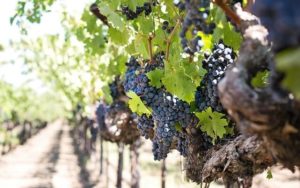 Quels sont les meilleurs vins français ? Notre sélection à déguster